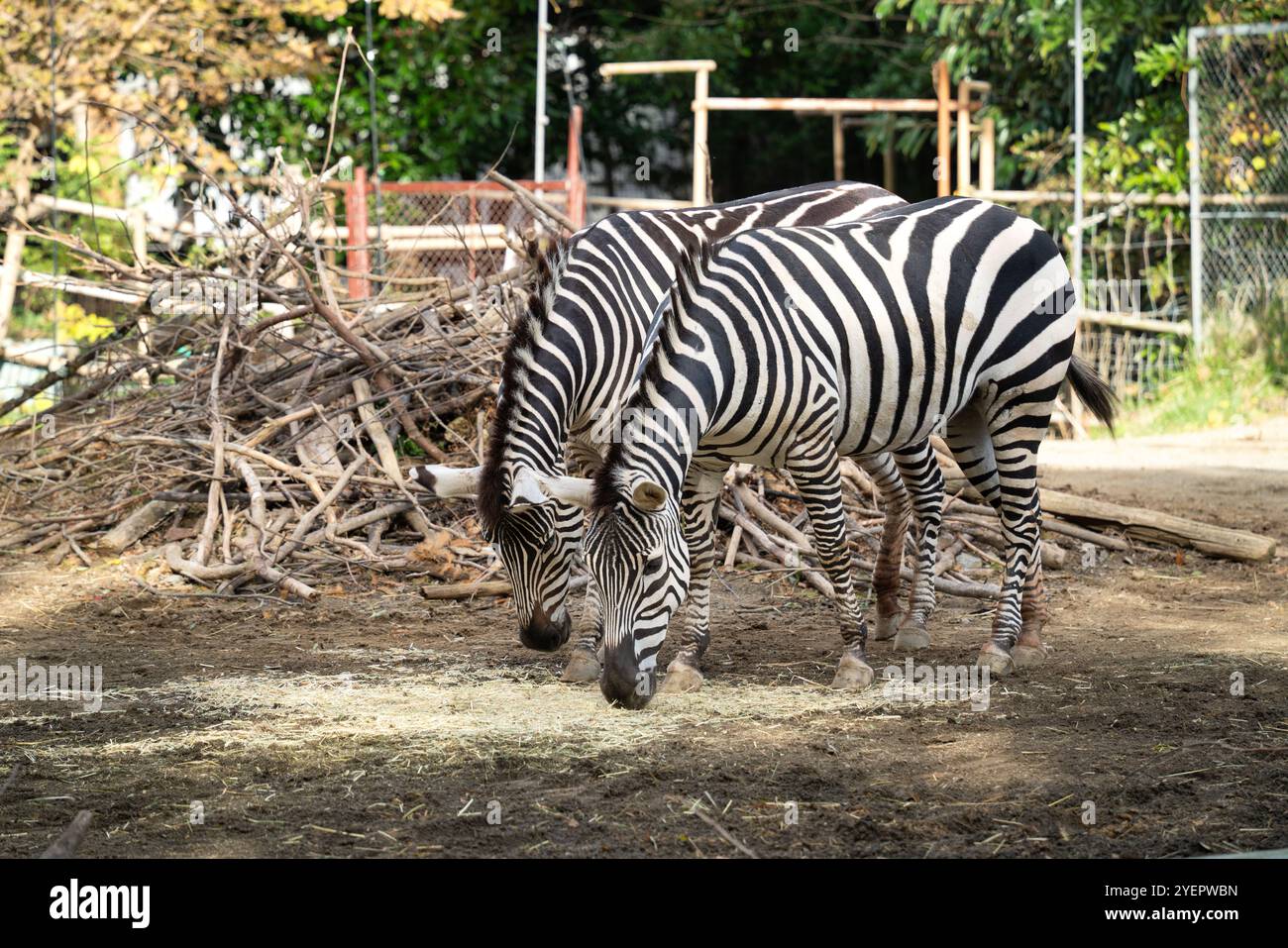 Cute zebra living in a zoo area in Japan and eating grass Stock Photo ...