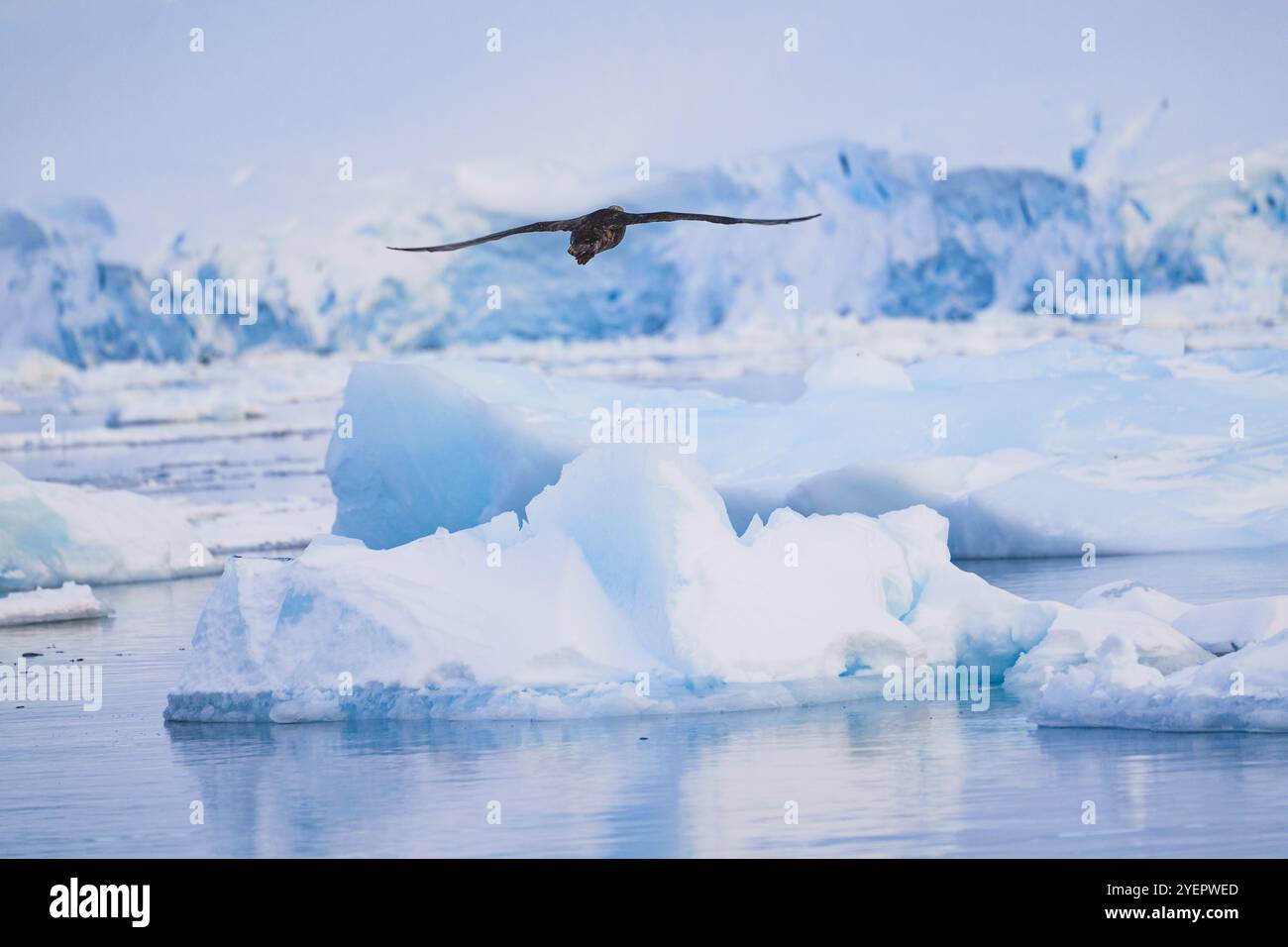 Single Giant Petrel flying. Antarctica. Landscape and seascape Stock ...