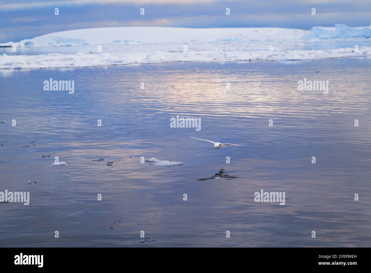 Snow petrel. Antarctica. Landscape and seascape Stock Photo - Alamy