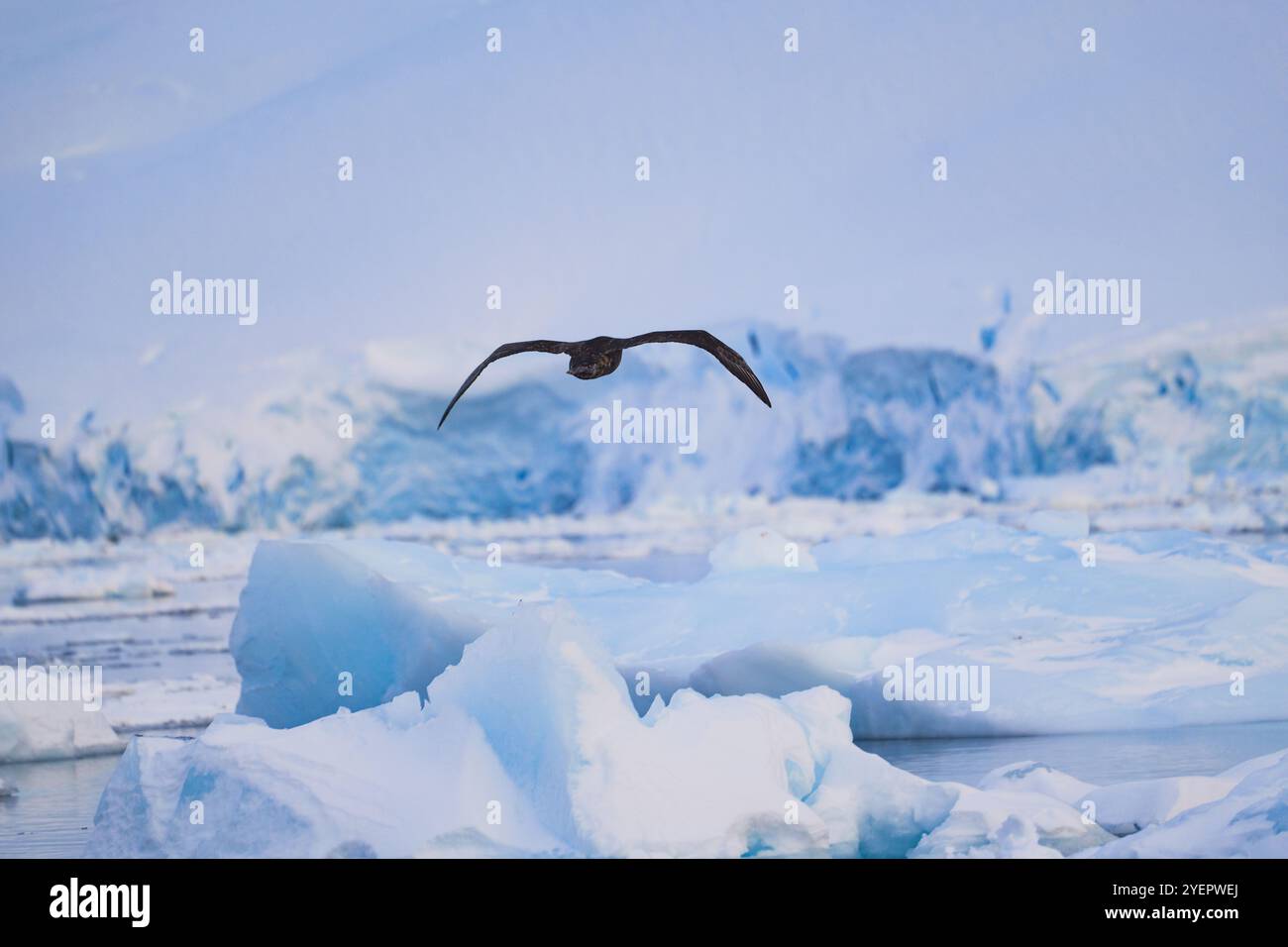 Single Giant Petrel flying. Antarctica. Landscape and seascape Stock ...