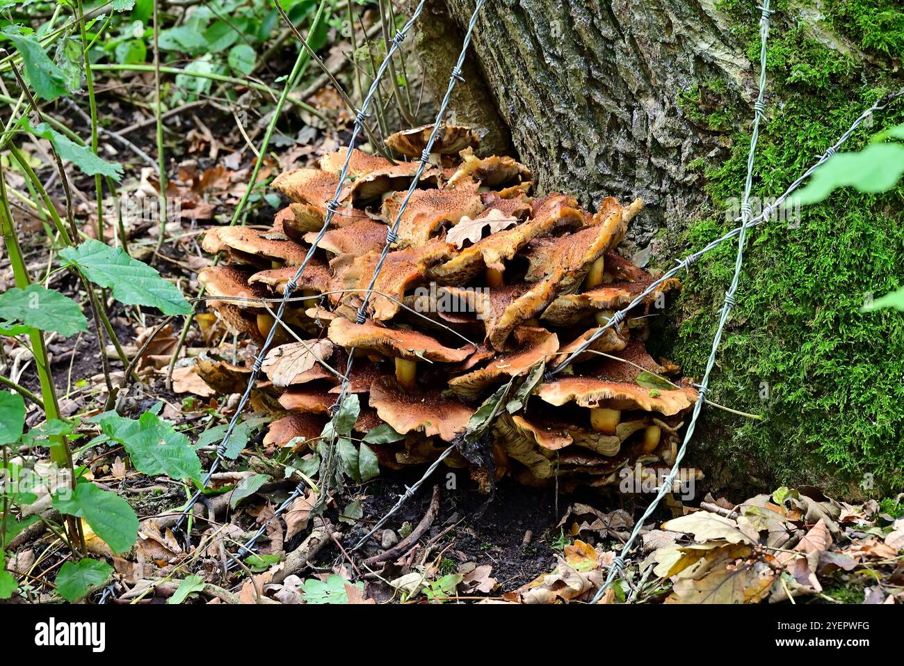 Around the UK - Hen of the woods - Fungi on tree - Decay Stock Photo ...