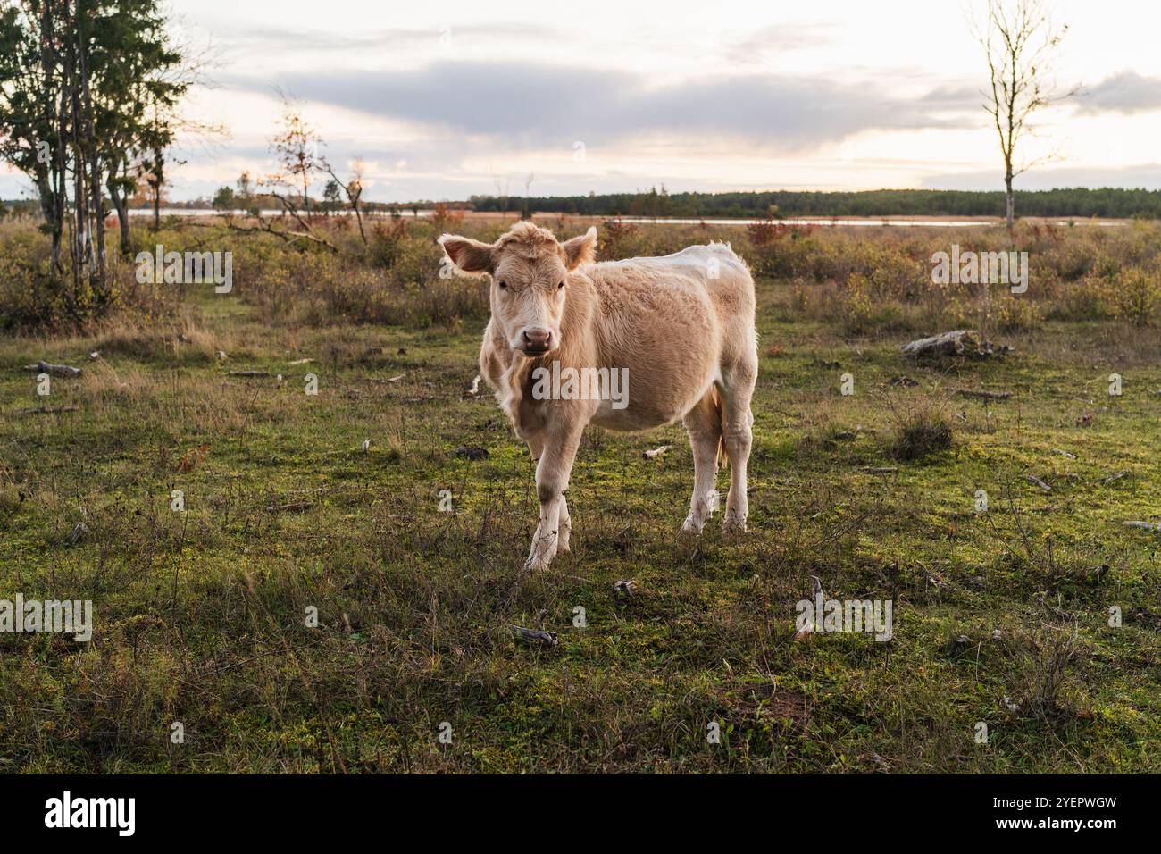 Rural scene with a grazing beige cow Stock Photo - Alamy