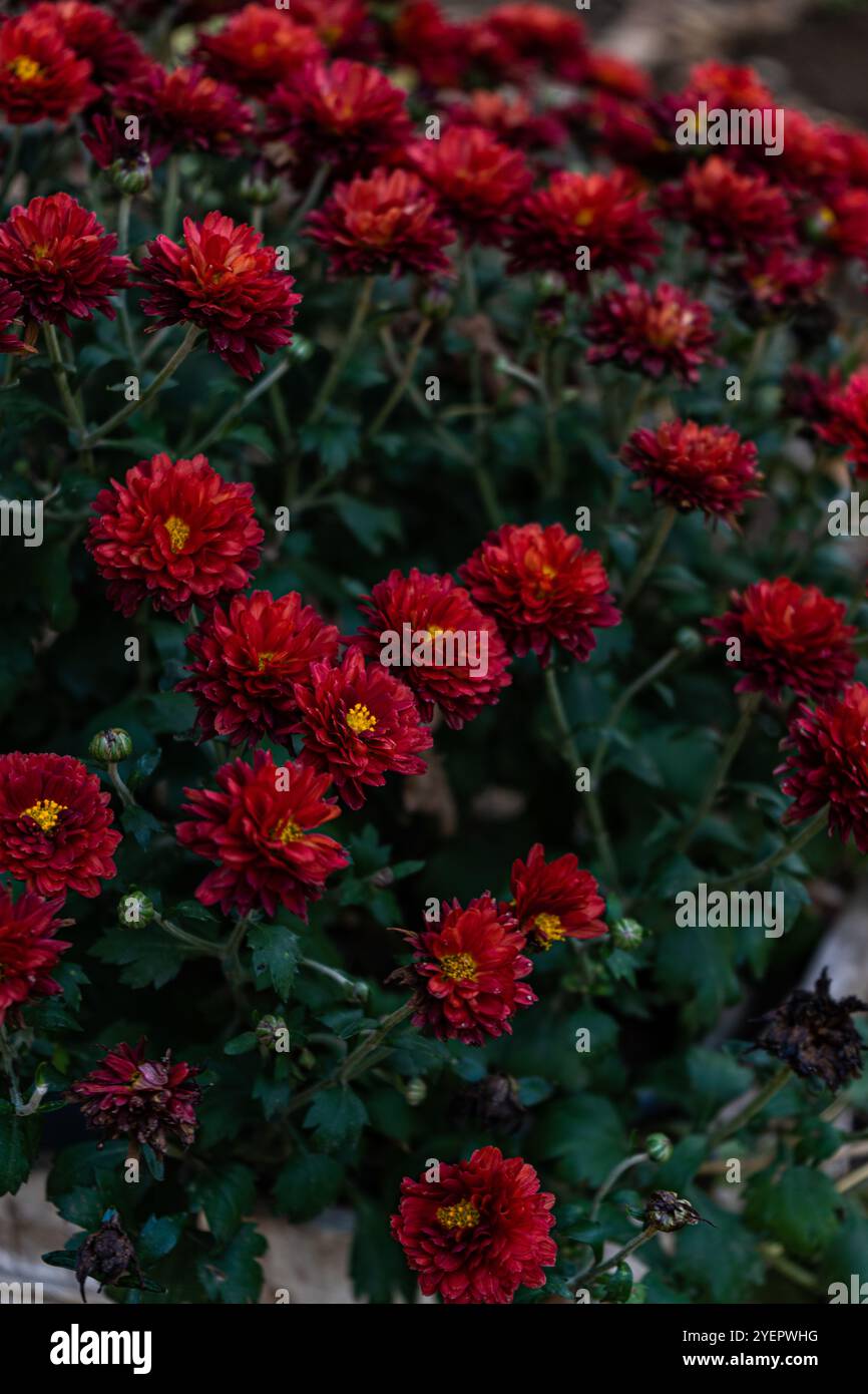 Deep red aster flowers in the garden Stock Photo - Alamy