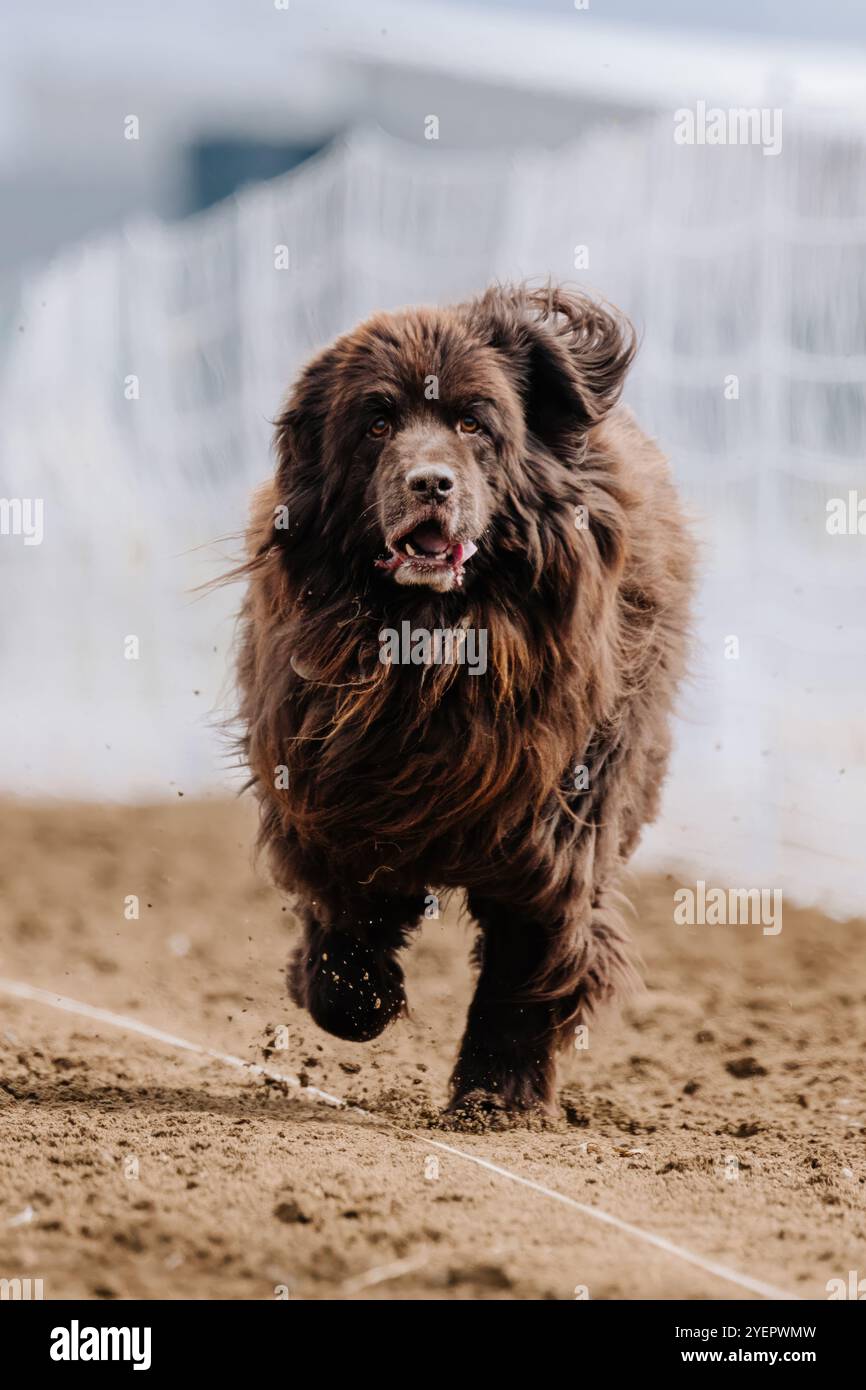 Large brown pedigree dog hi-res stock photography and images - Alamy