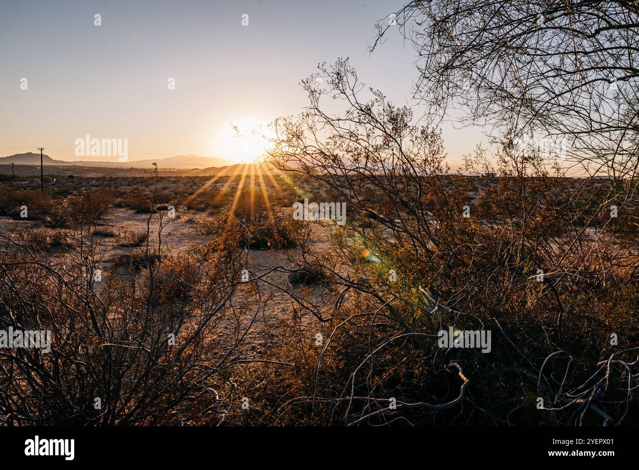 Desert sunset with sun rays filtering through sparse vegetation Stock ...