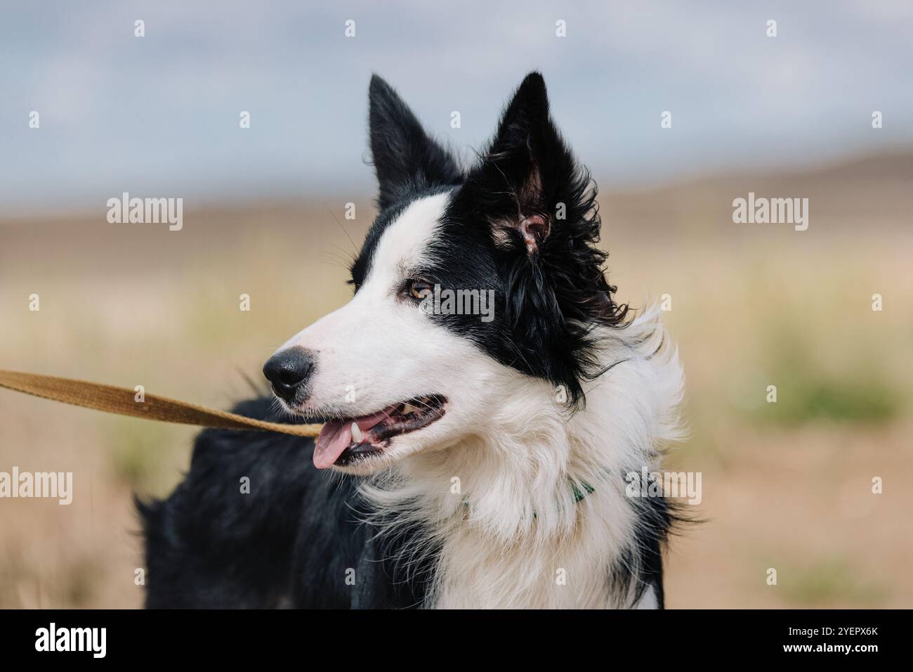 Border Collie Dog Side View Portrait Looking Focused Stock Photo - Alamy
