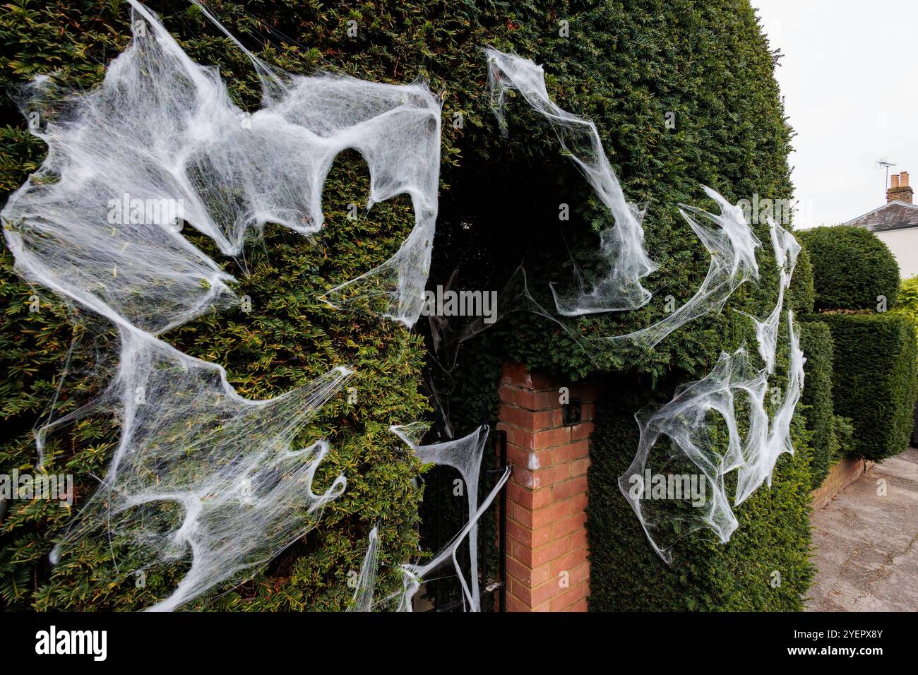 Windsor, UK. 31st October, 2024. Halloween cobwebs are pictured ...