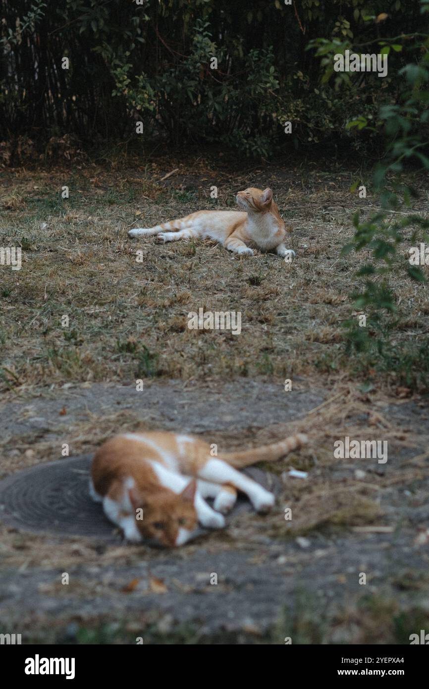 Two orange cats lounging in a garden in Belgrade Stock Photo - Alamy
