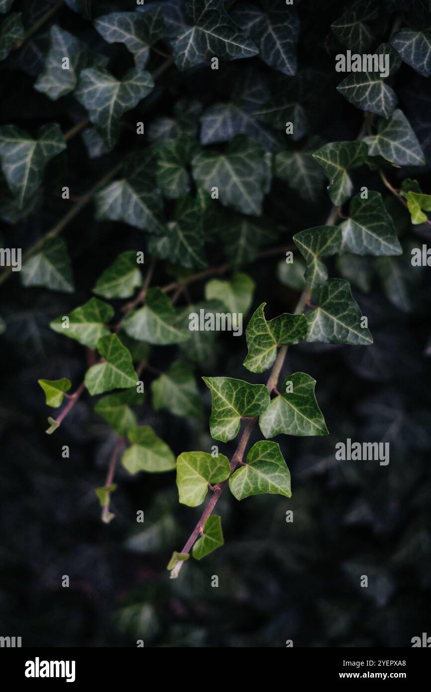 Showcasing vibrant clusters hi-res stock photography and images - Alamy