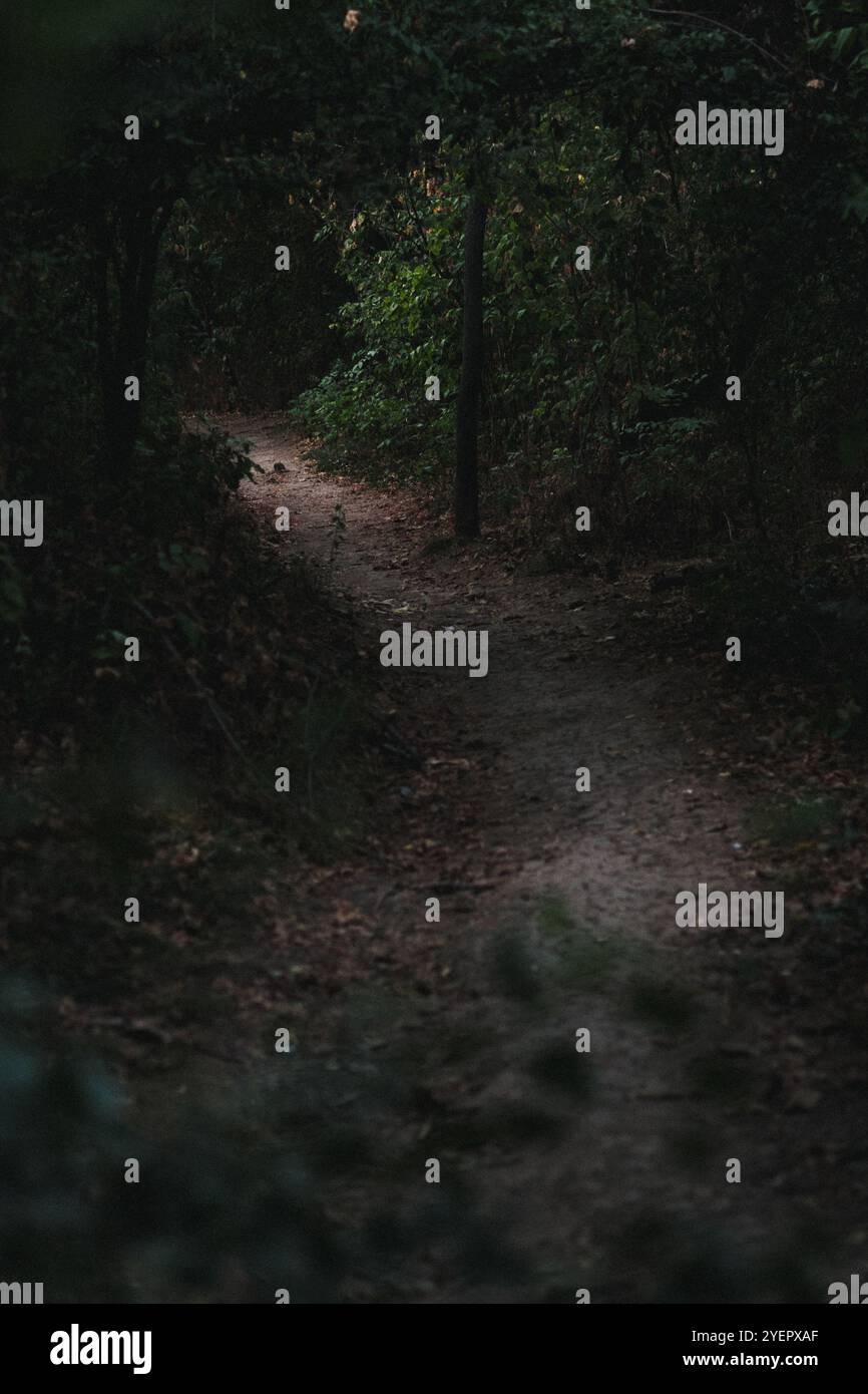 Dark pathway through the forest in Banjica Park, Belgrade Stock Photo ...