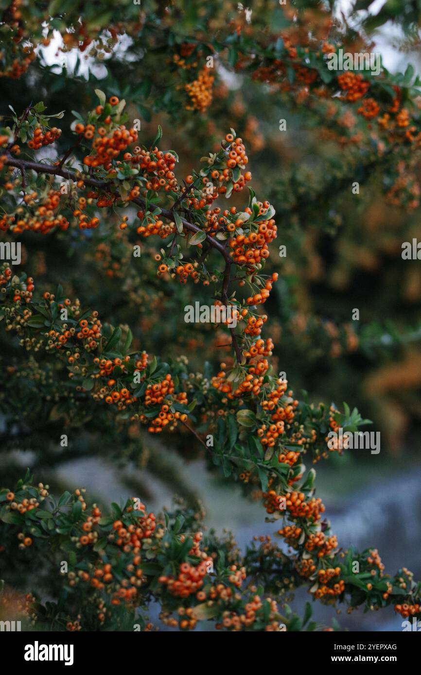 Clusters of orange berries hi-res stock photography and images - Alamy