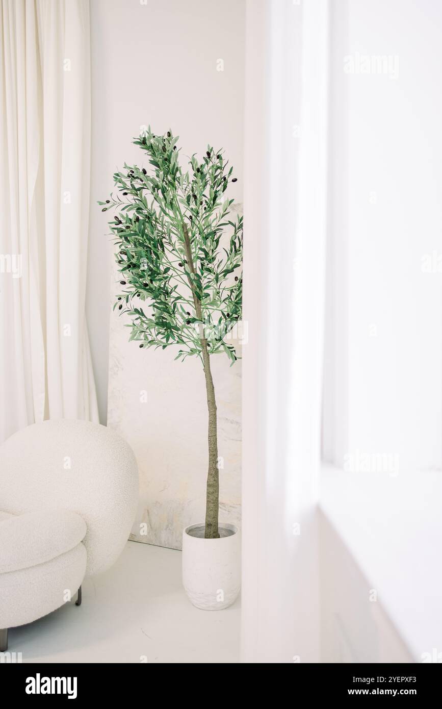 Olive Tree Interior Home Decor Stock Photo - Alamy