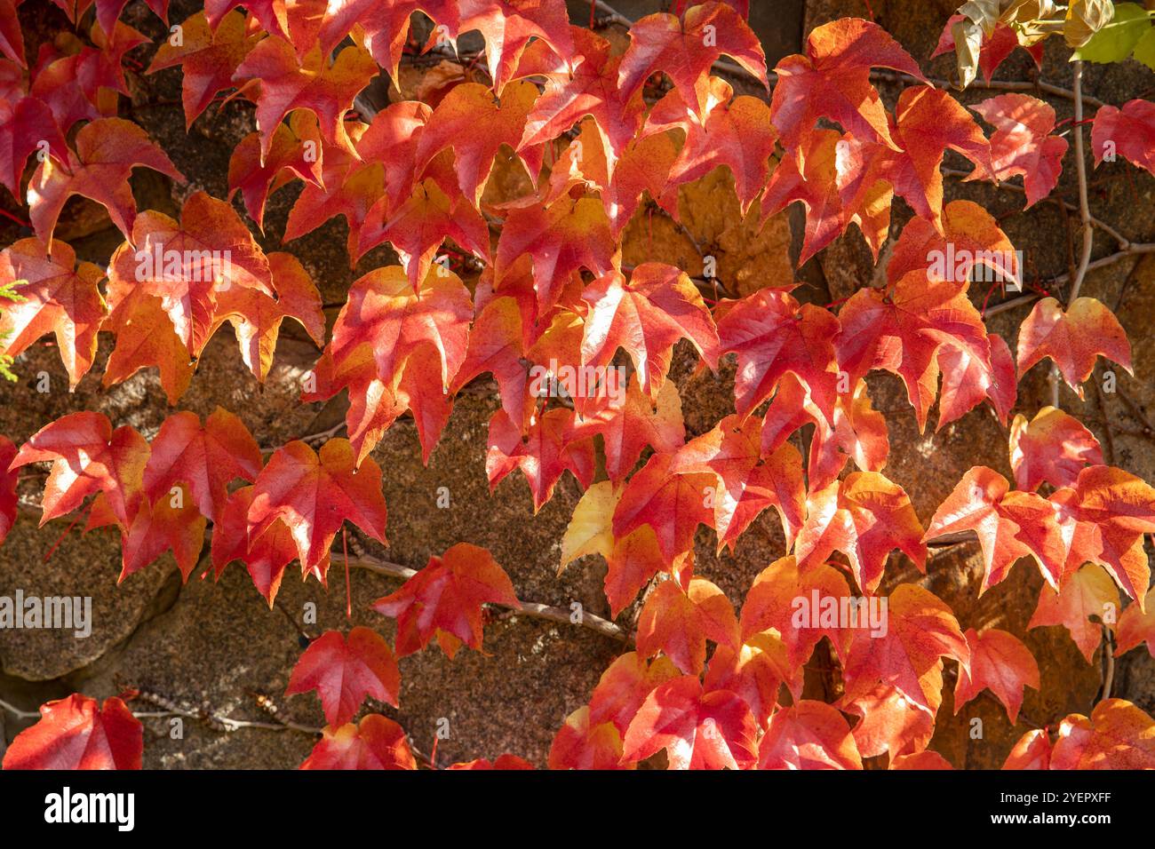 Earthy orange leaves hi-res stock photography and images - Alamy