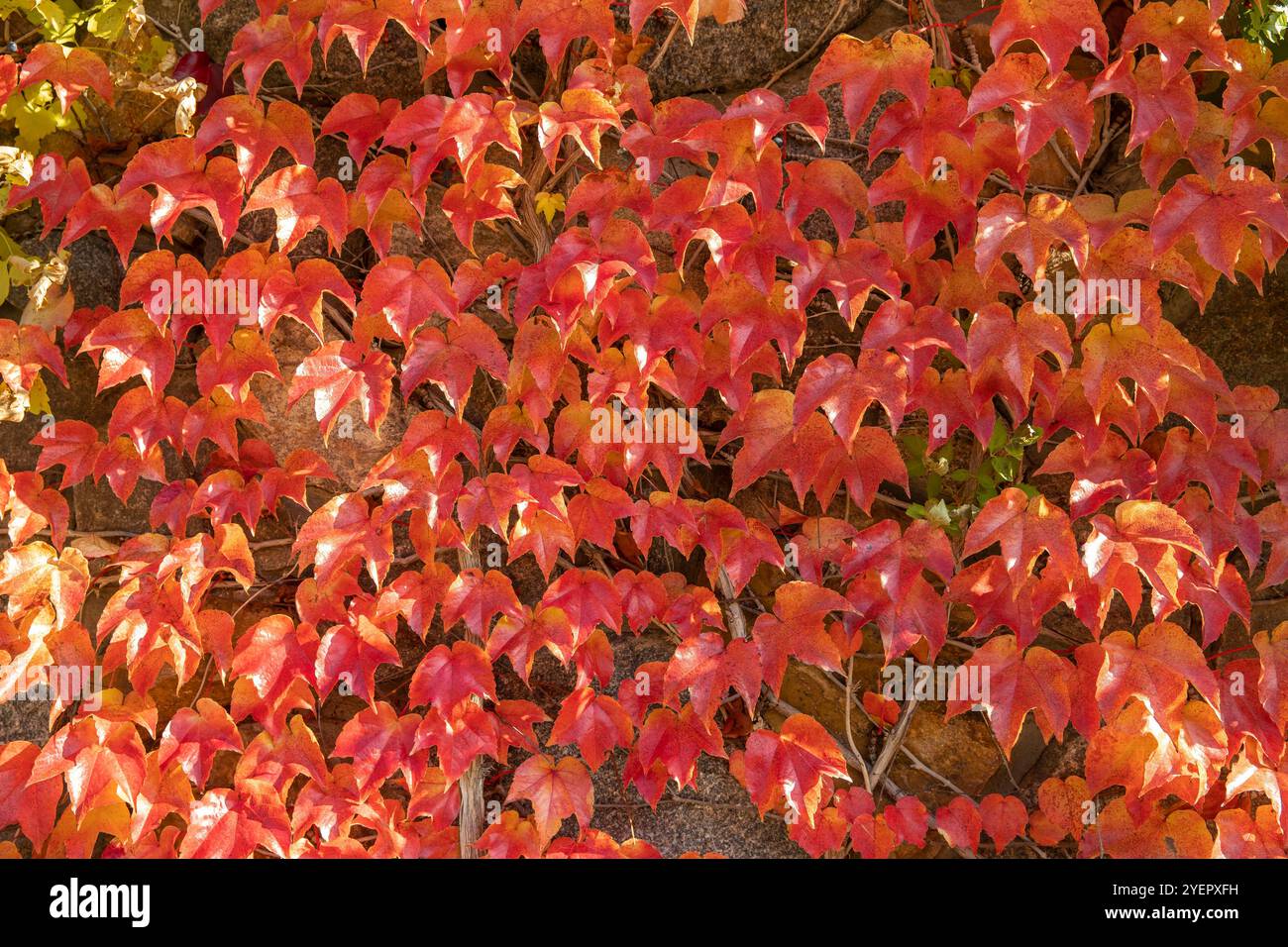 Earthy orange leaves hi-res stock photography and images - Alamy