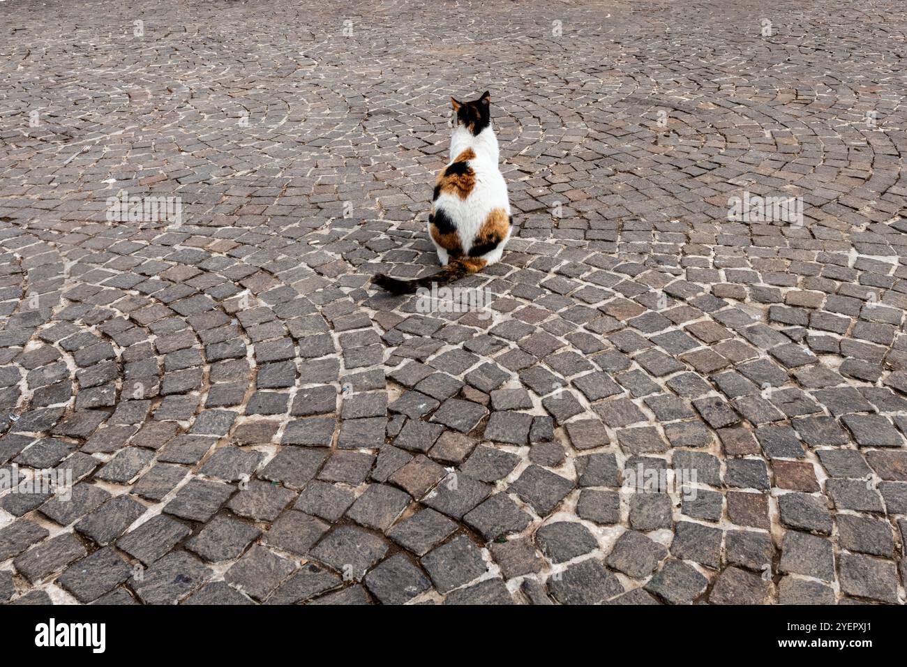 Calico, feral, Jerusalem street cat in sunshine sitting on a ...