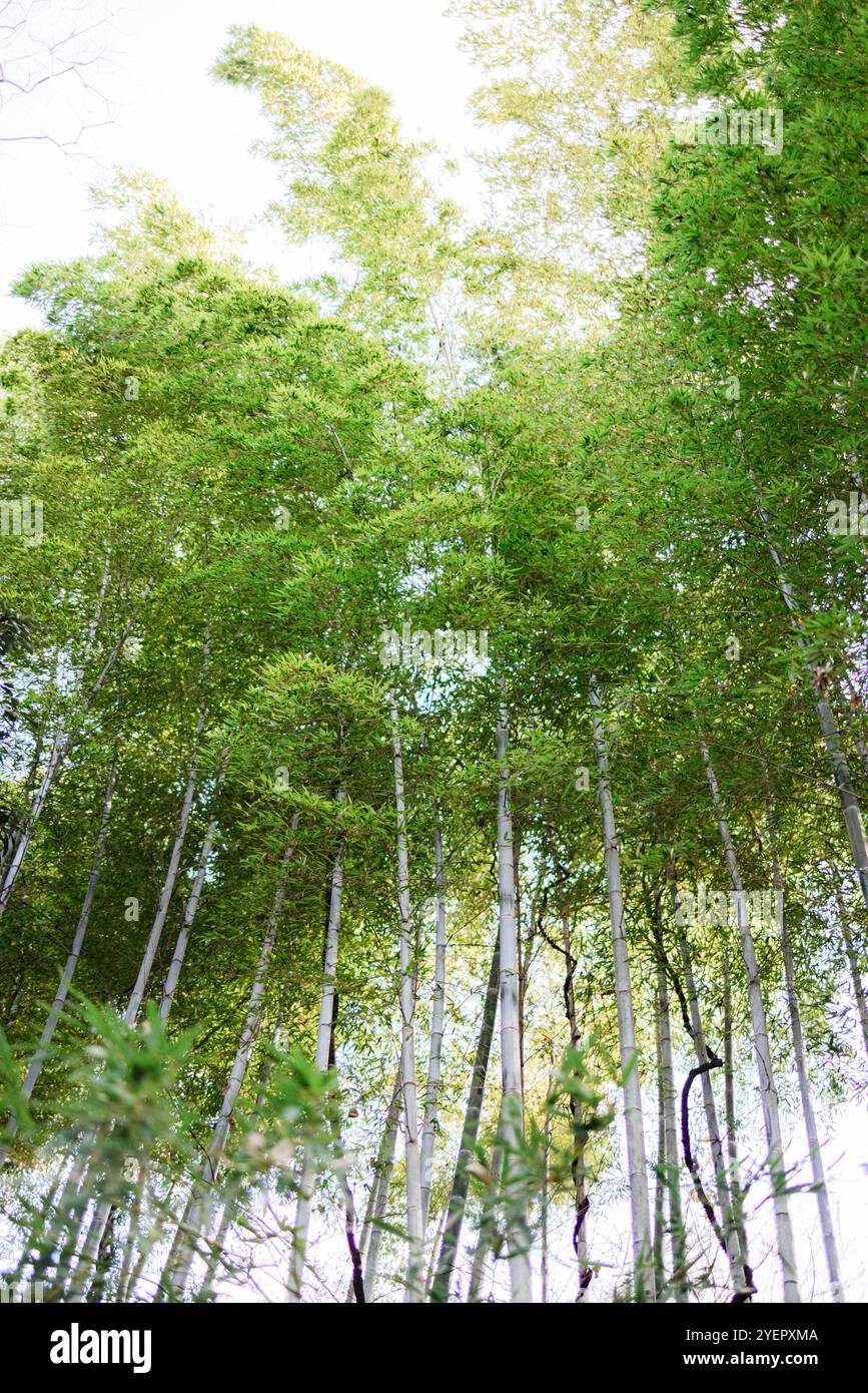 Beauty of bamboo trees hi-res stock photography and images - Alamy