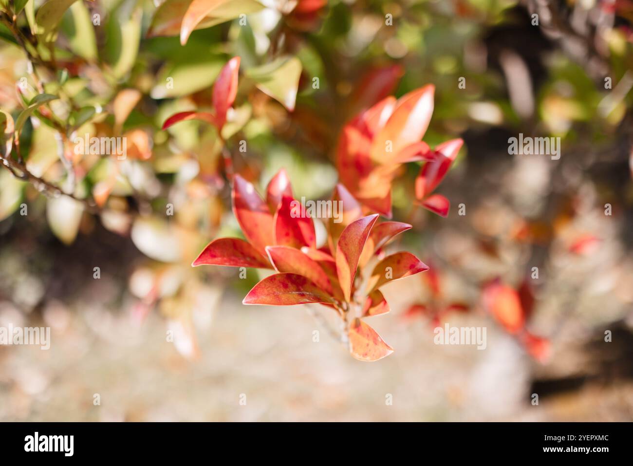 Fall Foliage of a Bush Stock Photo - Alamy