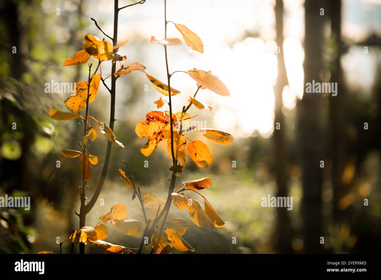 Fall Foliage Leaves in a Forest with Sunset Glow Stock Photo - Alamy