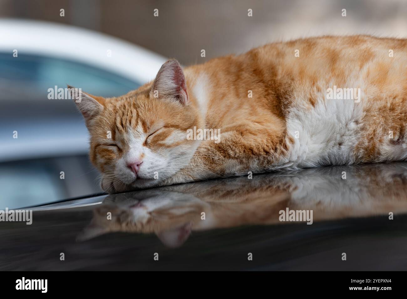 Orange, tabby feral, Jerusalem street cat taking a nap on a warm car ...