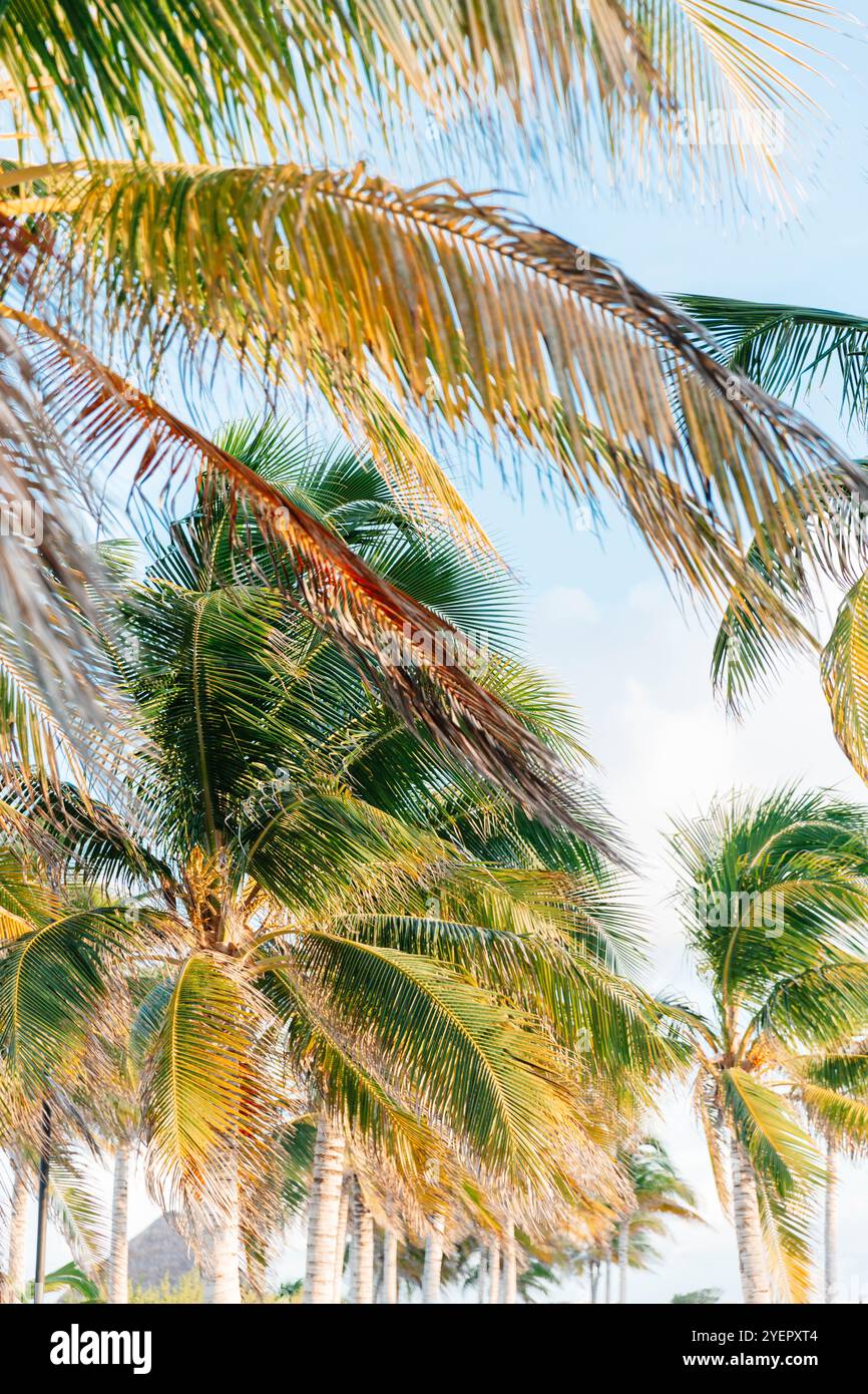 Palm Trees in Cancun Mexico Stock Photo - Alamy