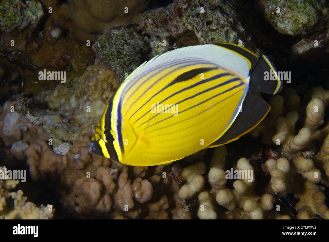 Austriacus hi-res stock photography and images - Alamy