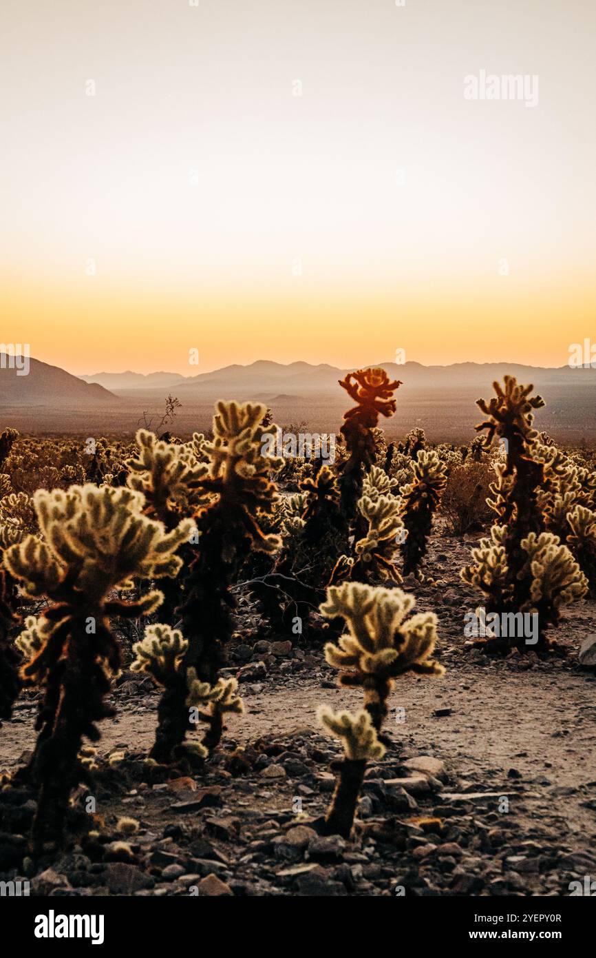 Silhouetted cacti in desert at sunset with glowing horizon Stock Photo ...
