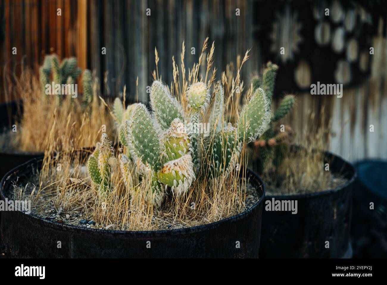 Cactus plants in planter hi-res stock photography and images - Alamy