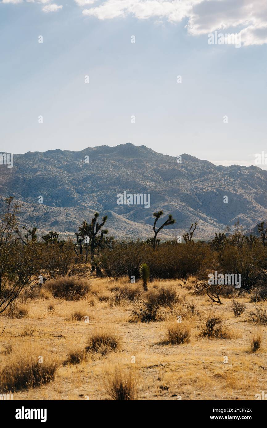 Dry desert landscape with Joshua Trees and distant mountains Stock ...