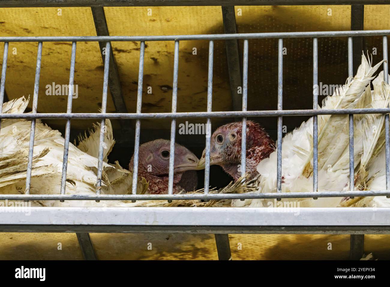 Close up on two white turkeys face in a metal cage in the transport ...