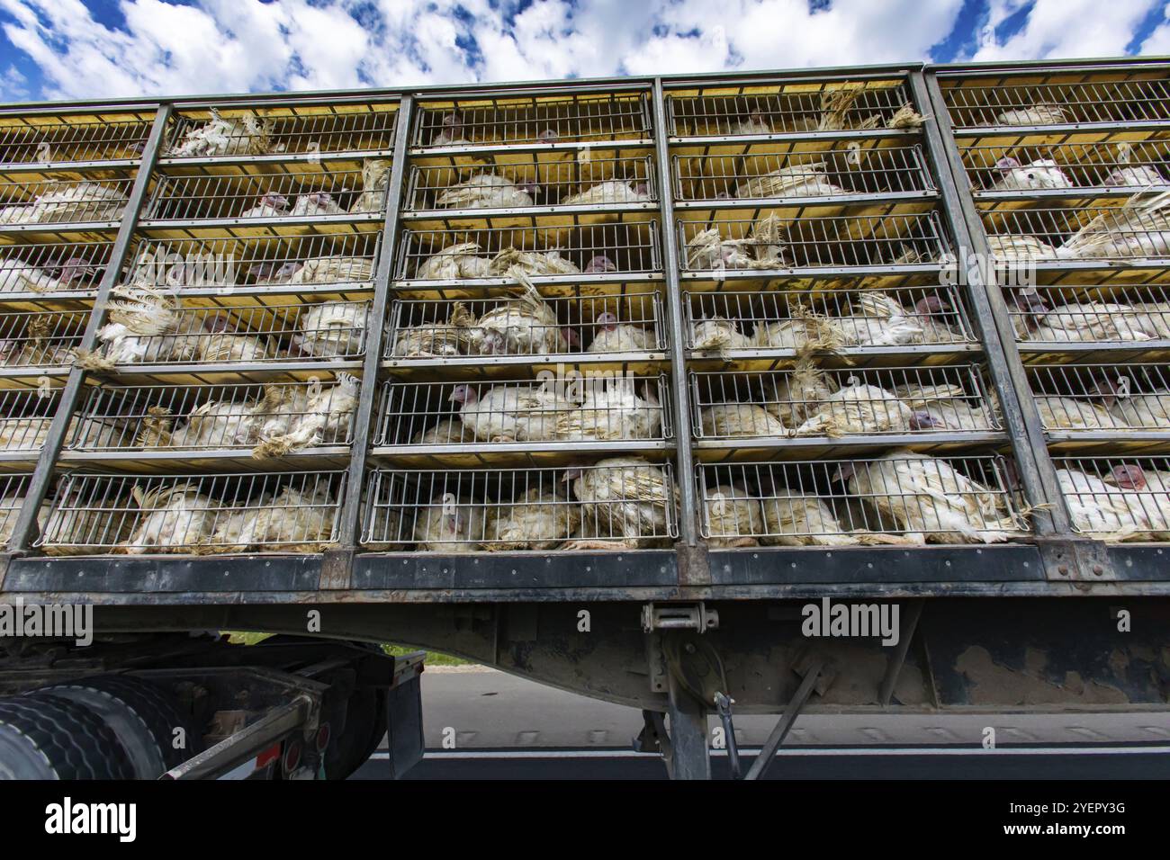 Transport poultry slaughterhouse in cages hi-res stock photography and ...