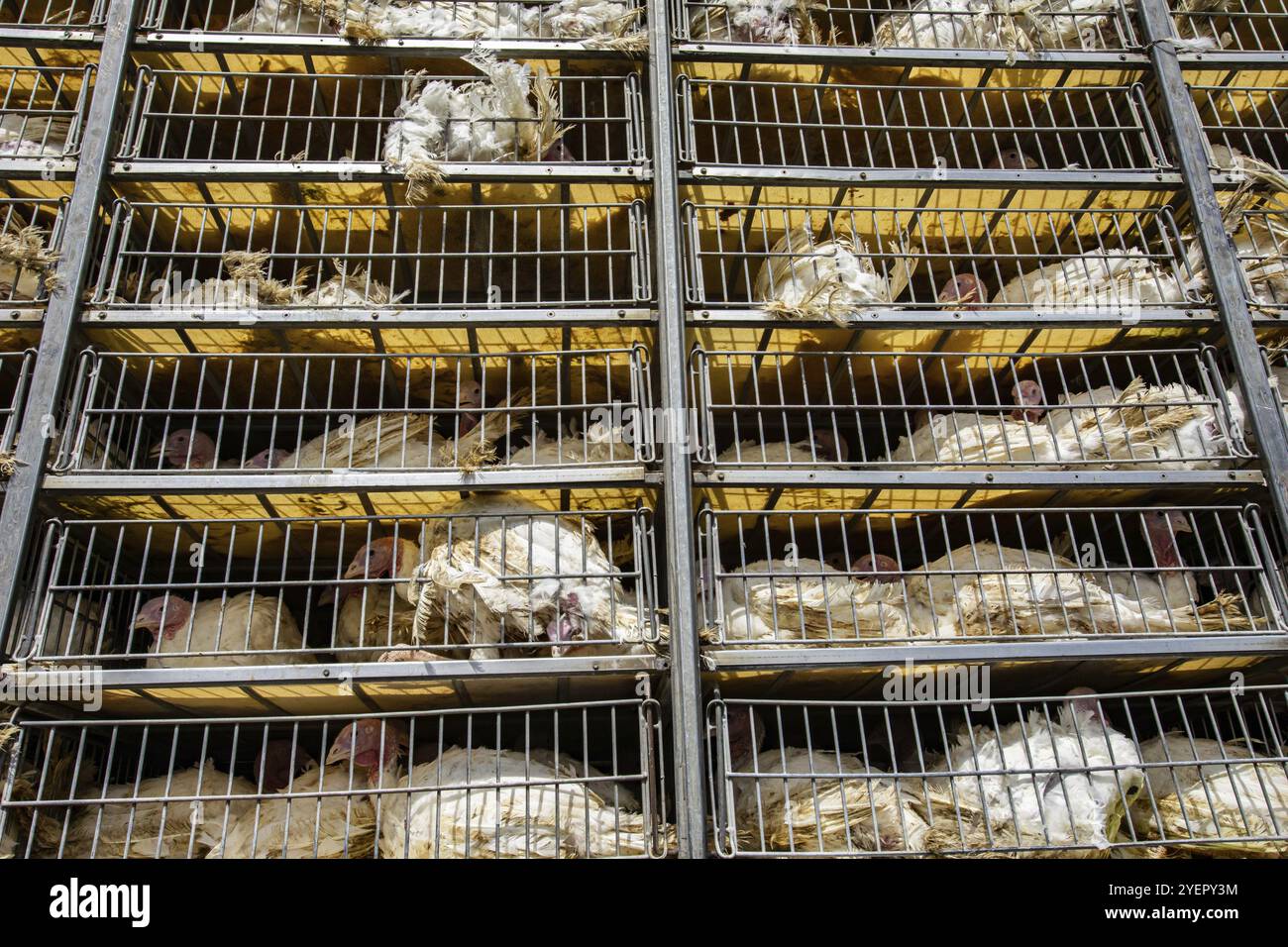 Low angle of live white turkeys in transportation truck cages in bad ...