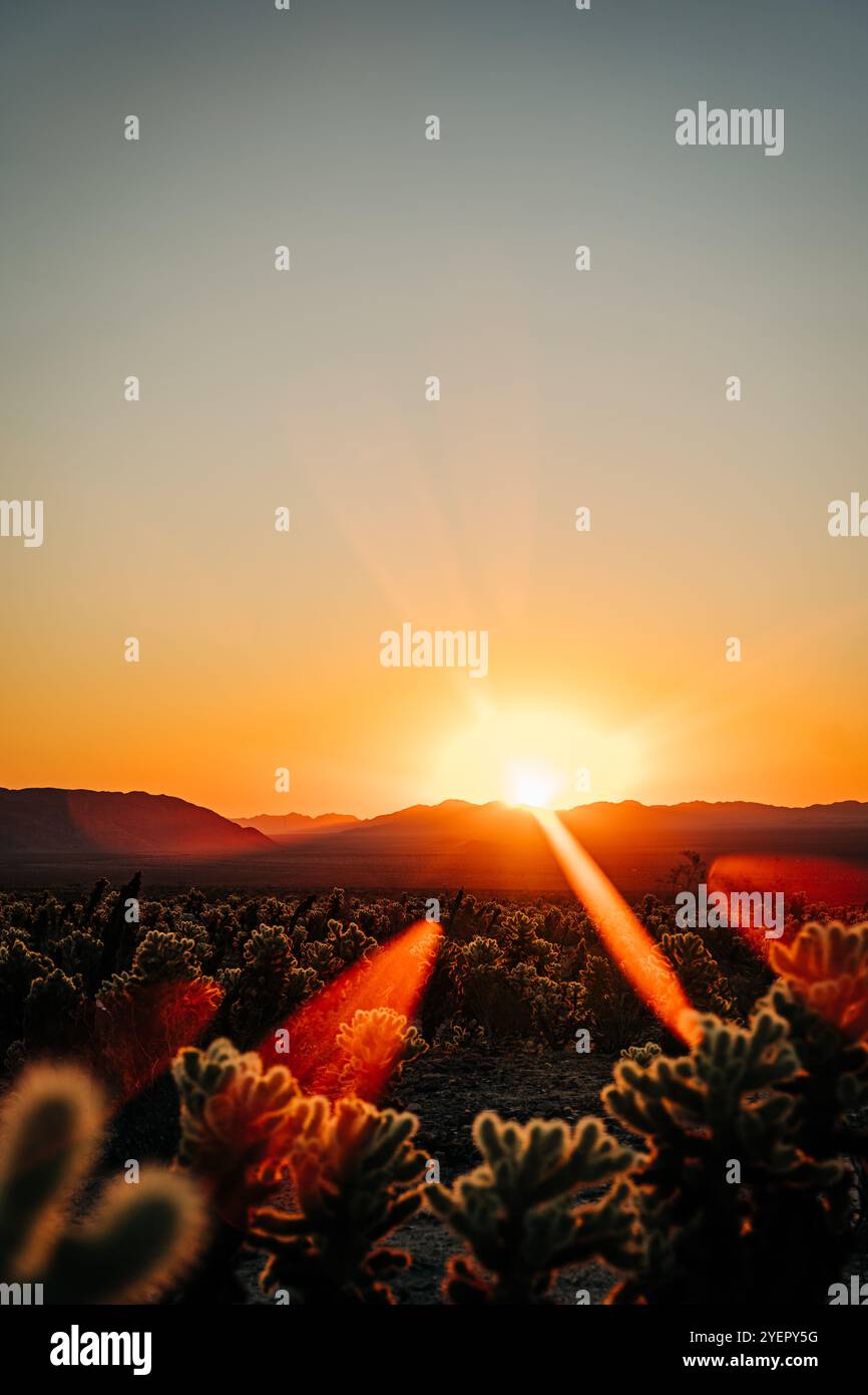 Radiant desert sunset with sun rays illuminating cacti Stock Photo - Alamy
