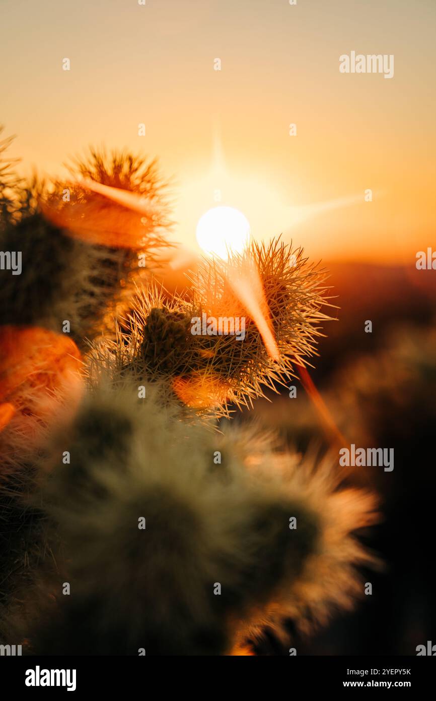 Tree cactus backlit hi-res stock photography and images - Alamy