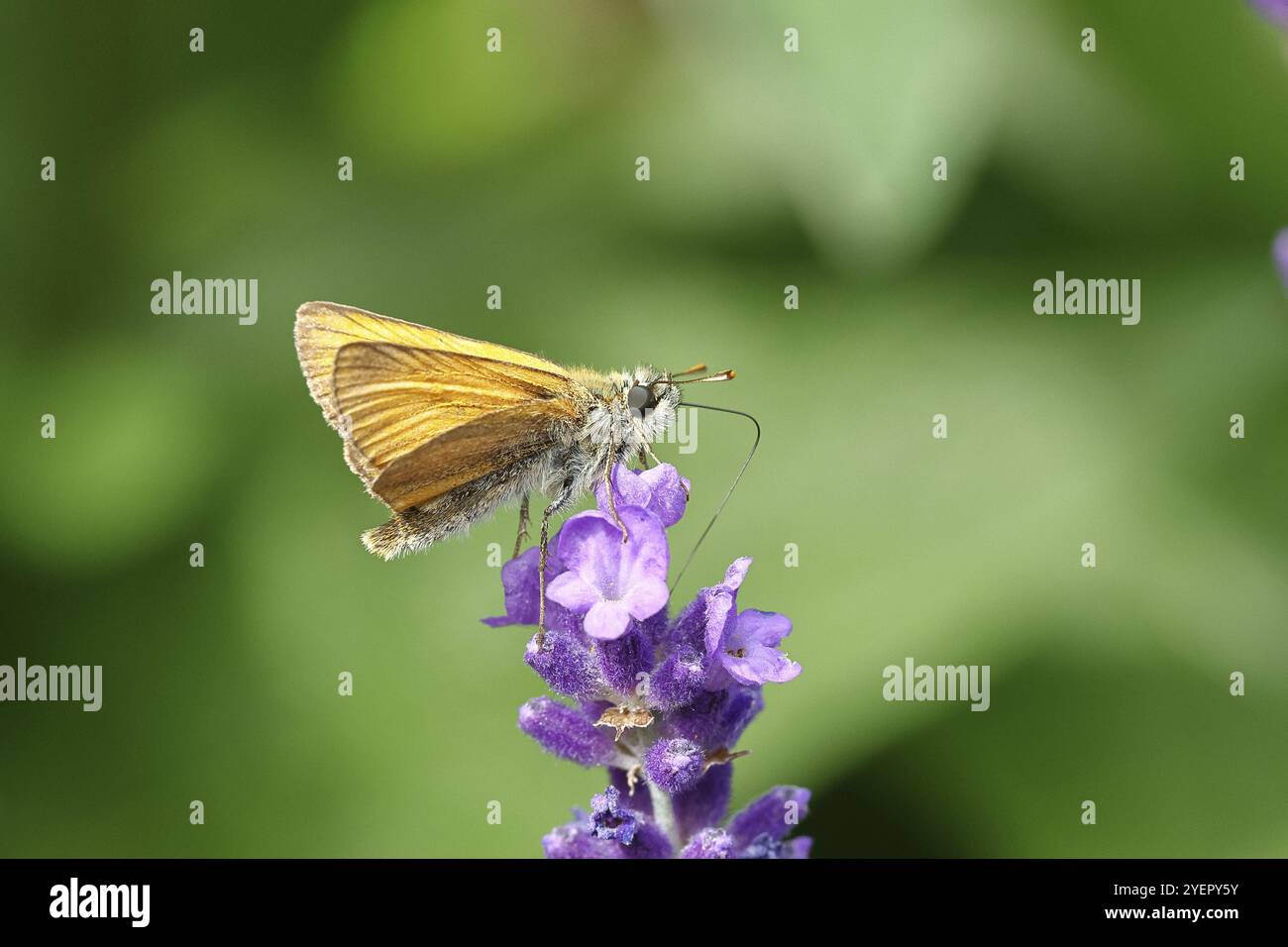 Large skipper (Ochlodes venatus), collecting nectar from a flower of ...
