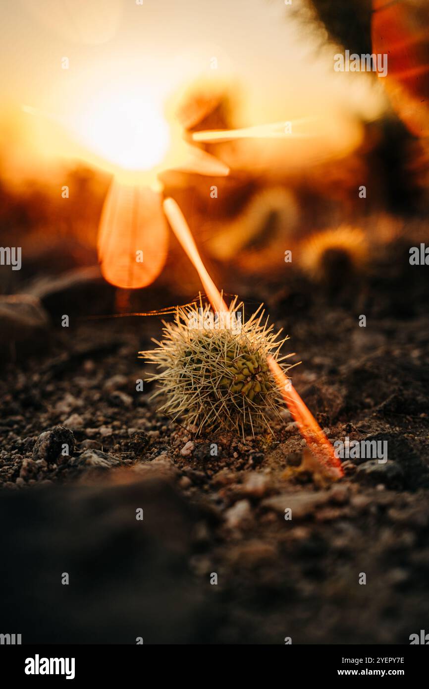 Close-up of fallen cactus segment on desert ground with sun flare Stock ...