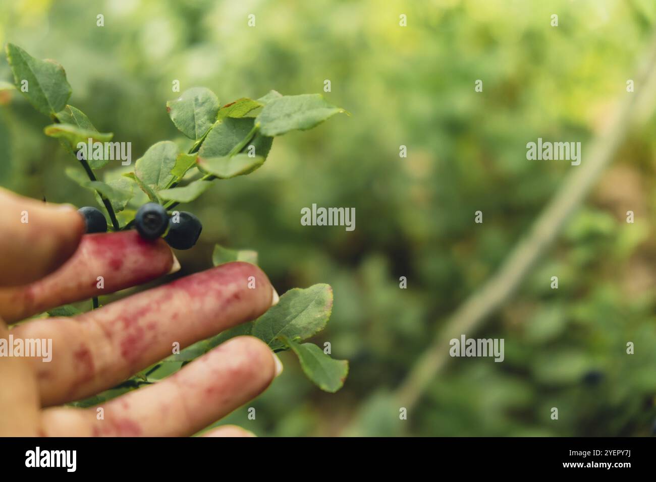 Hand picking common blueberries hi-res stock photography and images - Alamy
