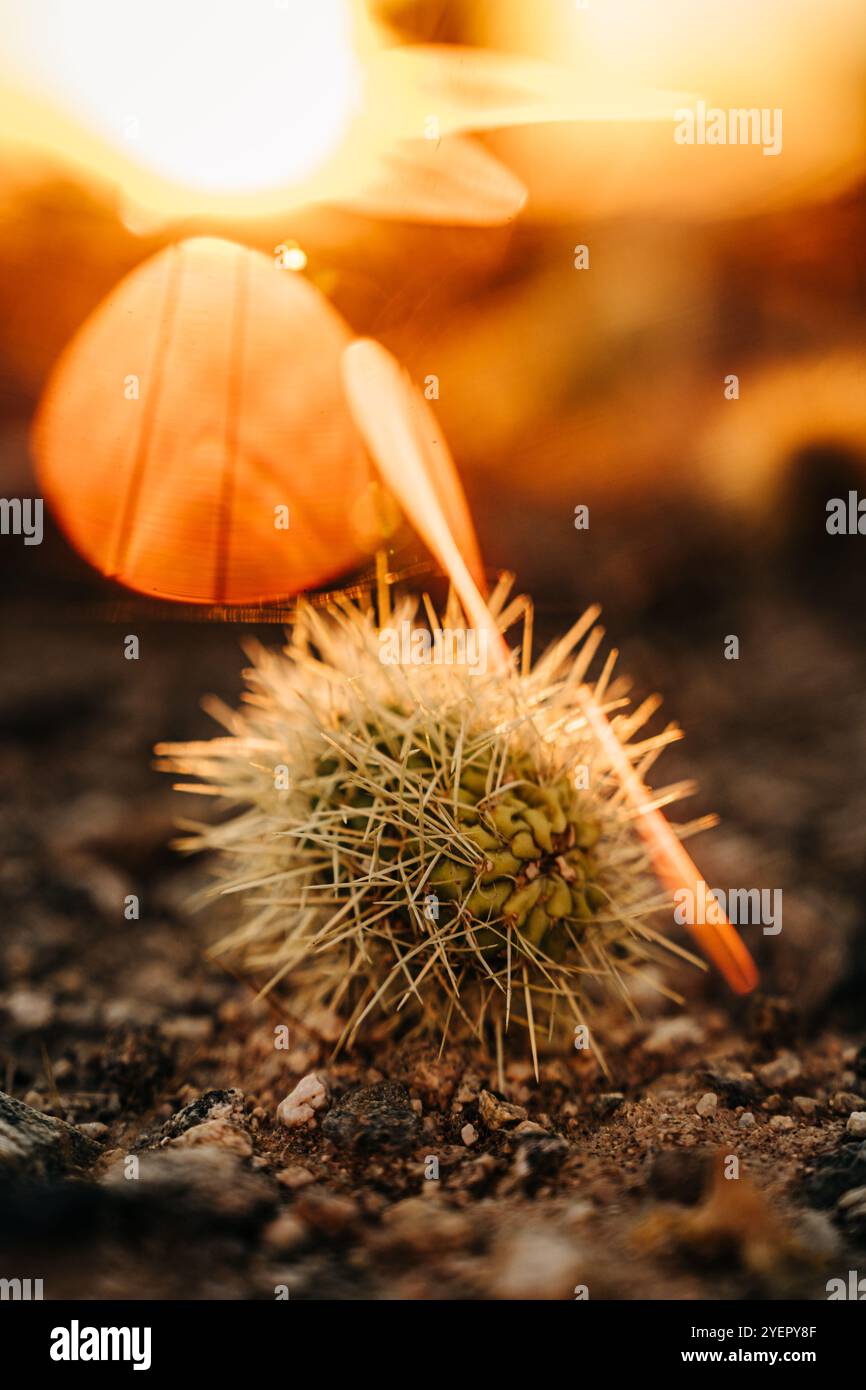 Close-up of spiky cactus segment illuminated by vibrant sun rays Stock ...