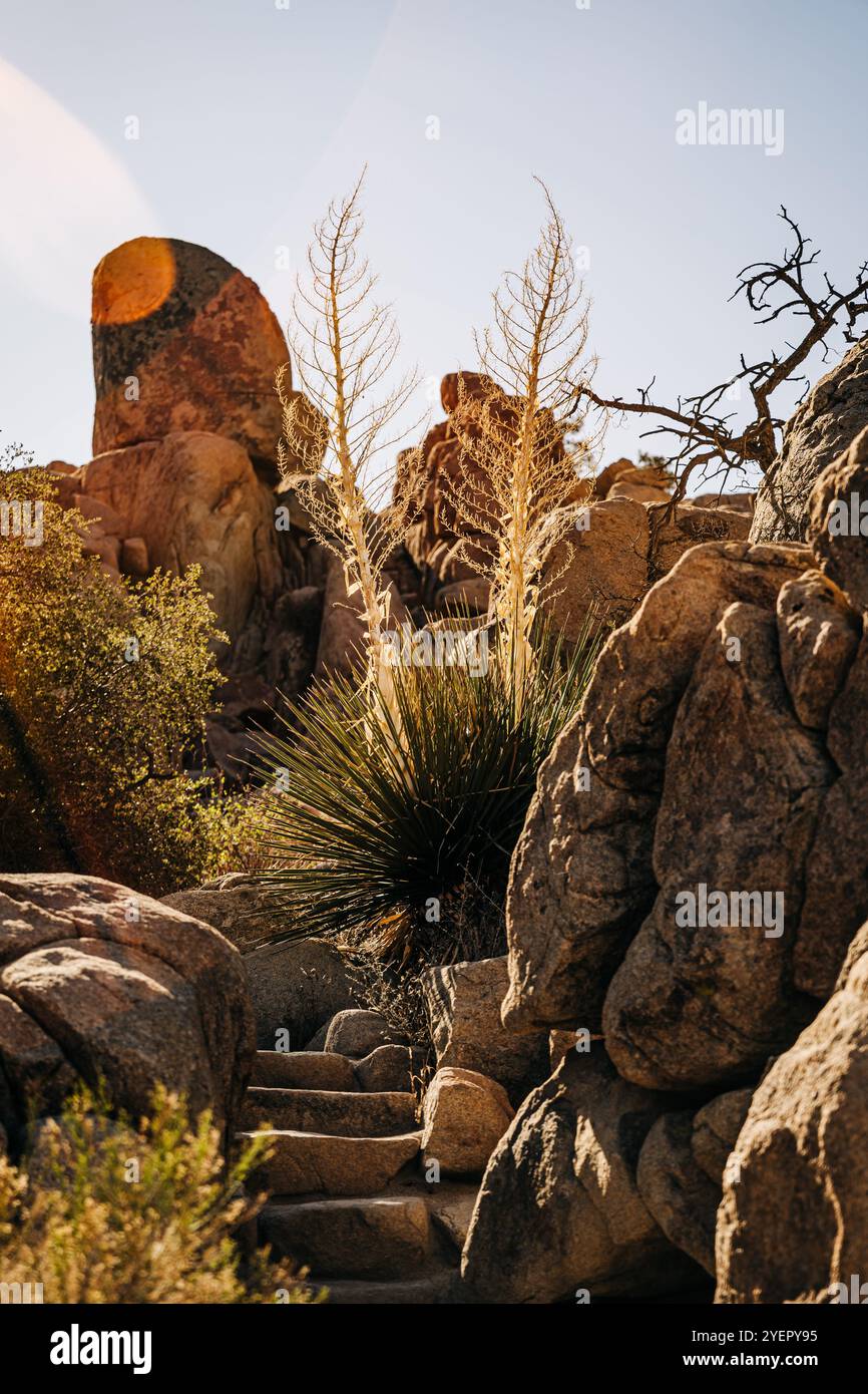 Rugged cactus hi-res stock photography and images - Alamy