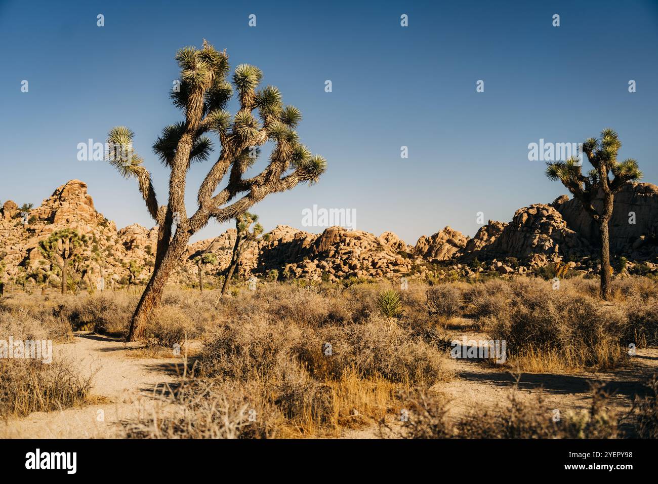 Joshua trees under a clear sky with rocky desert landscape Stock Photo ...