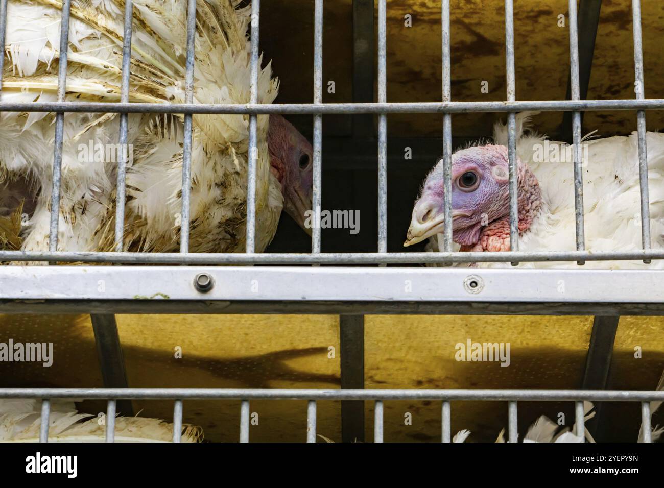 Close up on white turkey face in a metal cage in the transport truck ...
