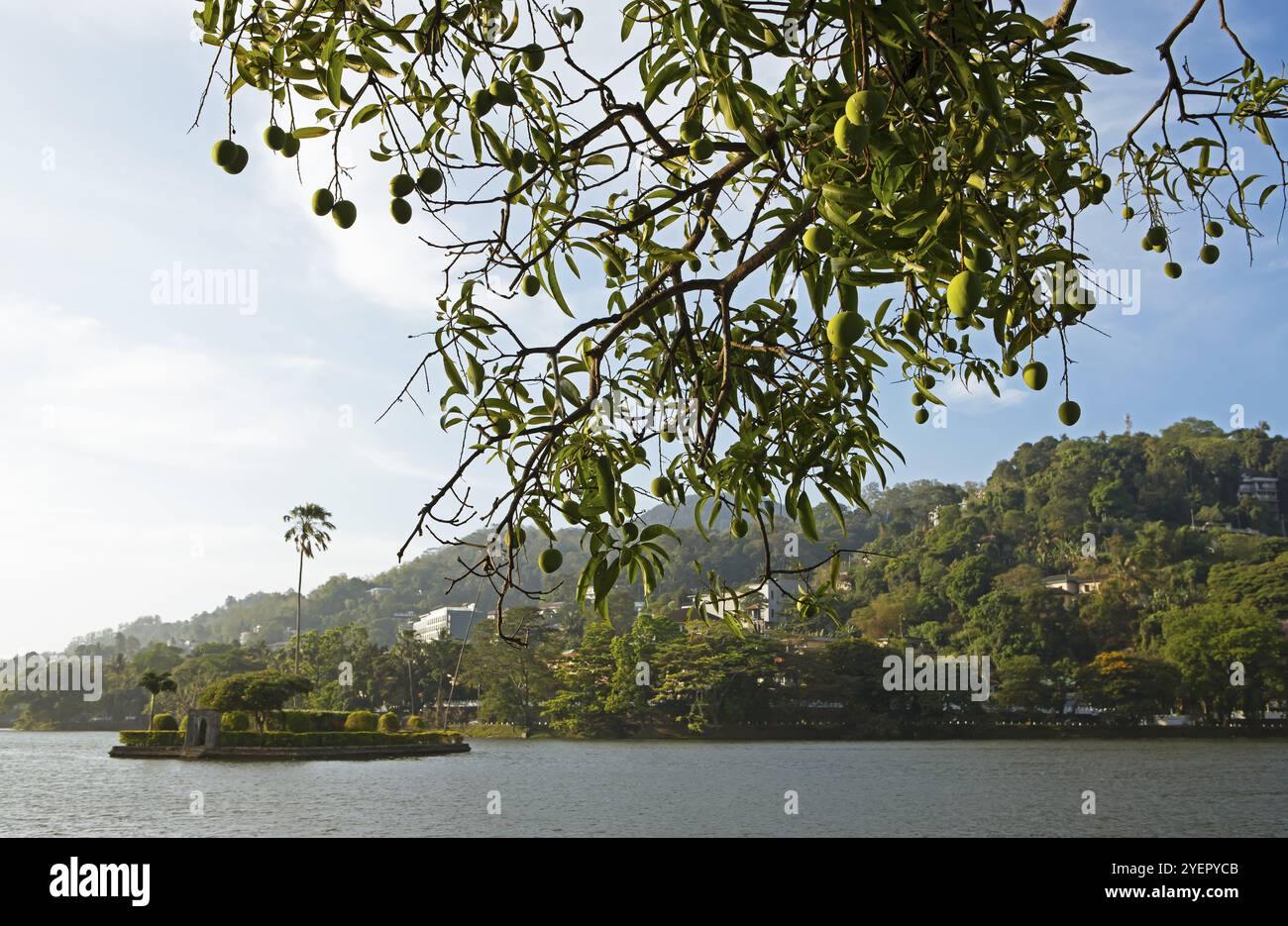 Branches and fruits of a mango tree (Mangifera indica) overhanging ...
