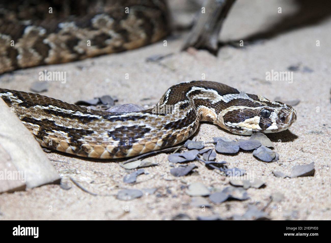 Republic palestine hi-res stock photography and images - Alamy