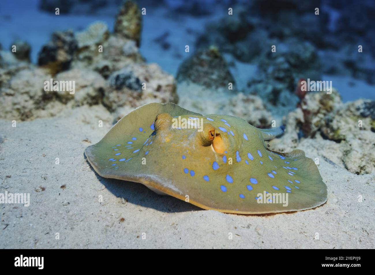 Underwater photo of blue spotted stingray (Taeniura lymma) Blue spotted ...