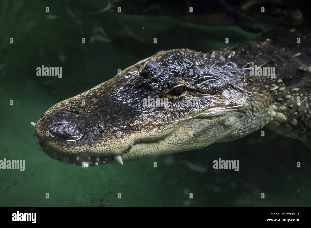 Alligator looking at camera hi-res stock photography and images - Alamy