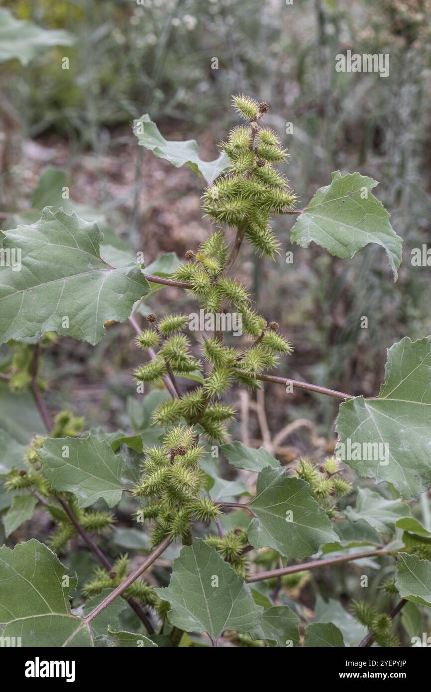 Common cocklebur hi-res stock photography and images - Alamy