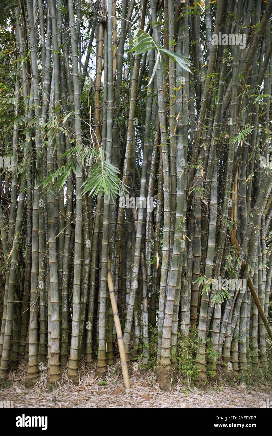 Giant Bamboo (Dendrocalamus giganteus) in the Royal Botanic Gardens ...