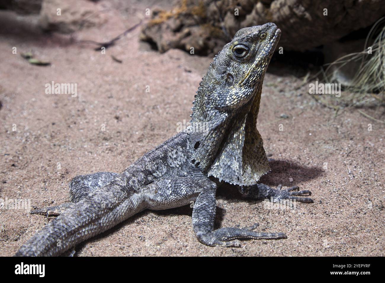 Collar lizard (Chlamydosaurus kingii), captive, Germany, Europe Stock ...