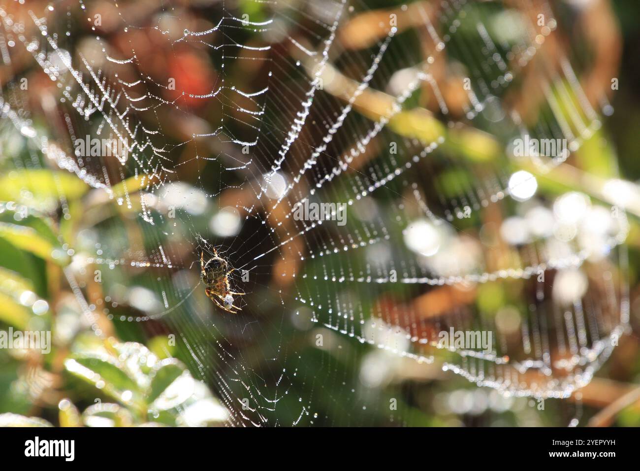 Dewdrop net cobweb spiders hi-res stock photography and images - Alamy