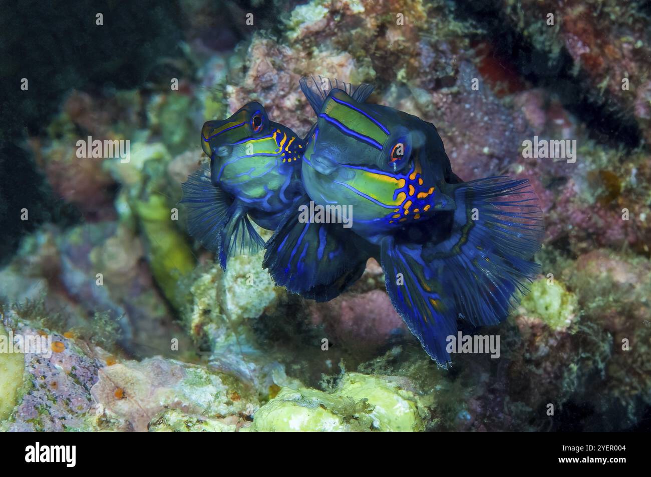 Mandarinfish (Synchiropus splendidus) mating, Pacific, Indo-Pacific ...