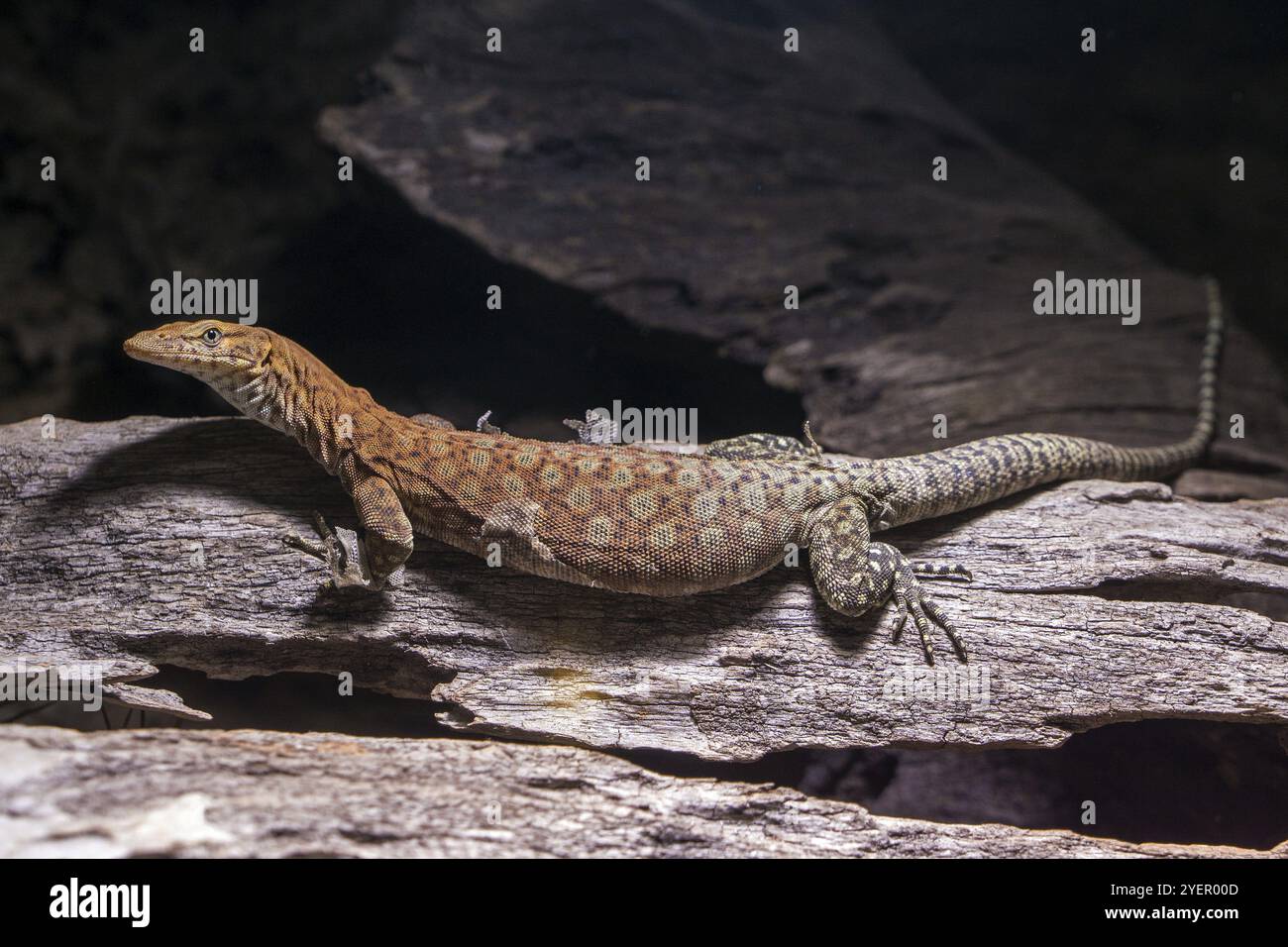 Pilbara rock monitor (Varanus pilbarensis), captive, Germany, Europe ...